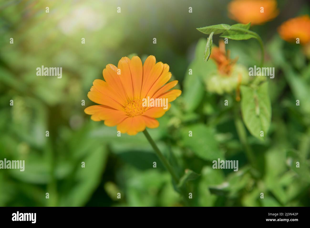 Beautiful Pot marigold. Close up of Colorful Pot Marigold flower.Yellow ...