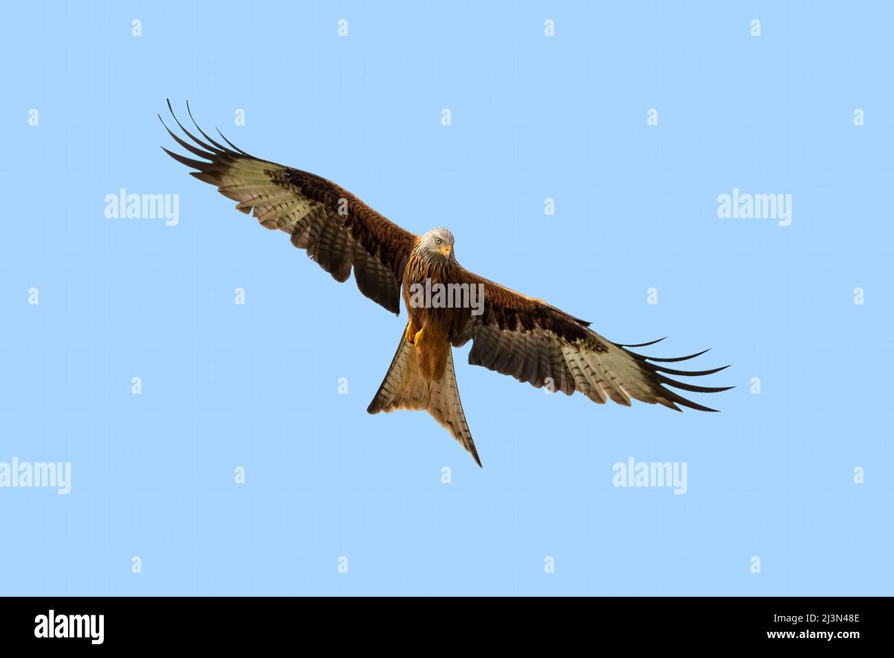 Red kite flying, close up, in spring time in Scotland Stock Photo - Alamy