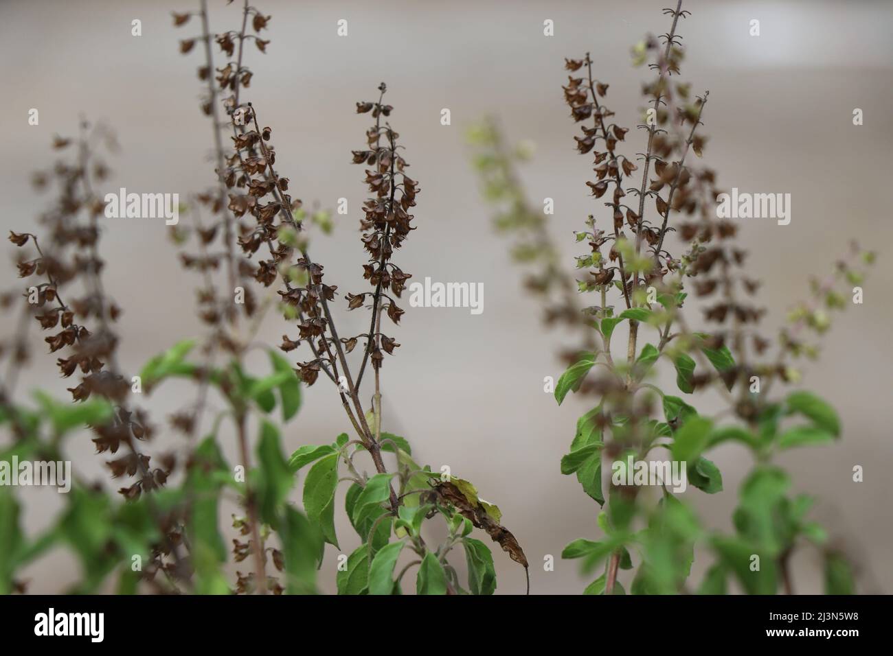 Holy basil flowers or Ocimum tenuiflorum closeup, Basil is one of the ...