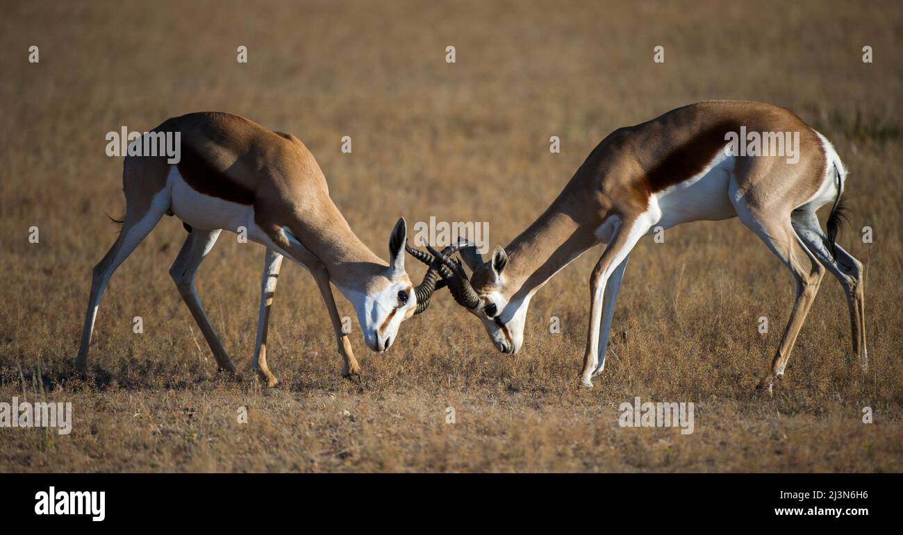 Springbok fighting hi-res stock photography and images - Alamy