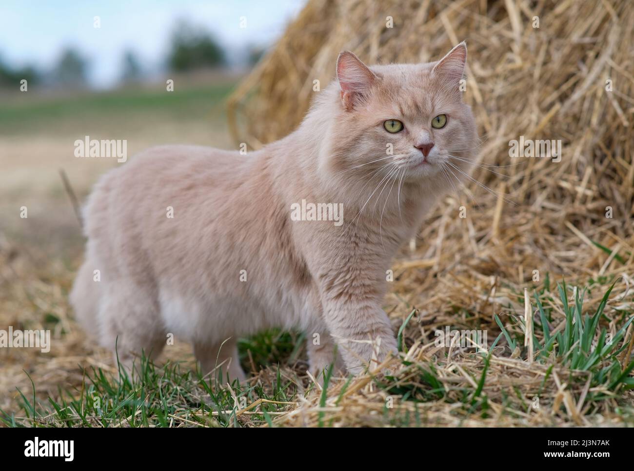 Wandering kittens hi-res stock photography and images - Alamy