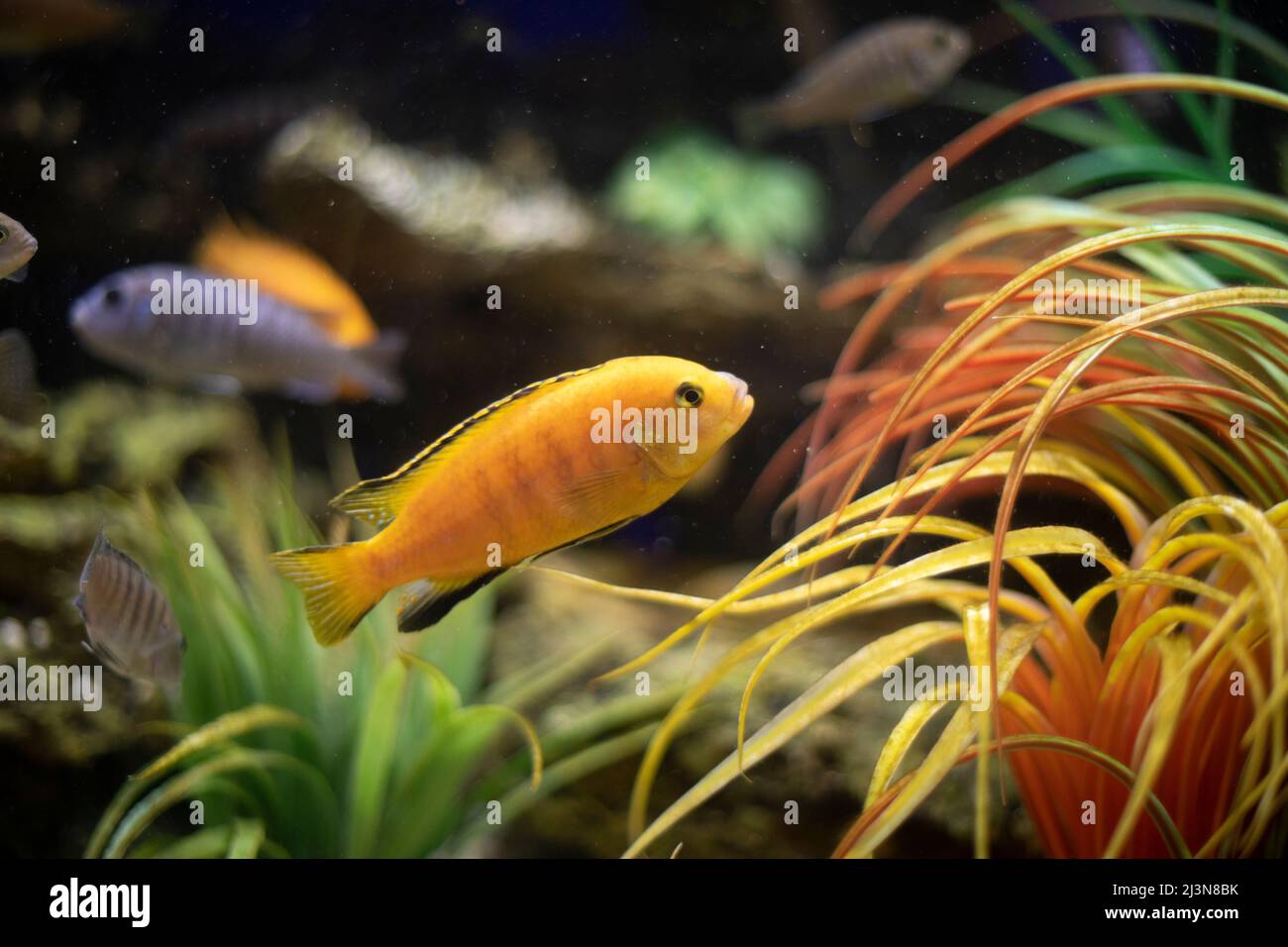 Fish in water. Yellow fish in aquarium. Pets in special pond. Marine ...