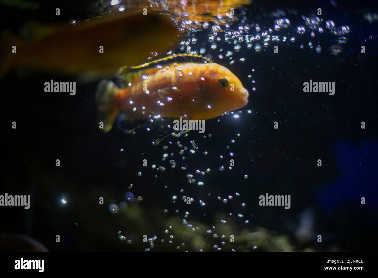 Fish in aquarium. Fish swim in water. Domestic animals are waterfowl ...