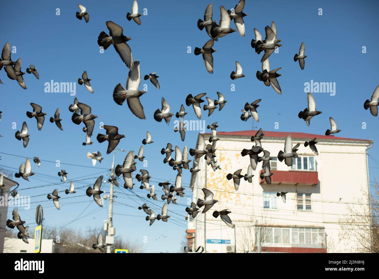 Pigeons fly against backdrop of city. Birds in sky. Lots of flying ...