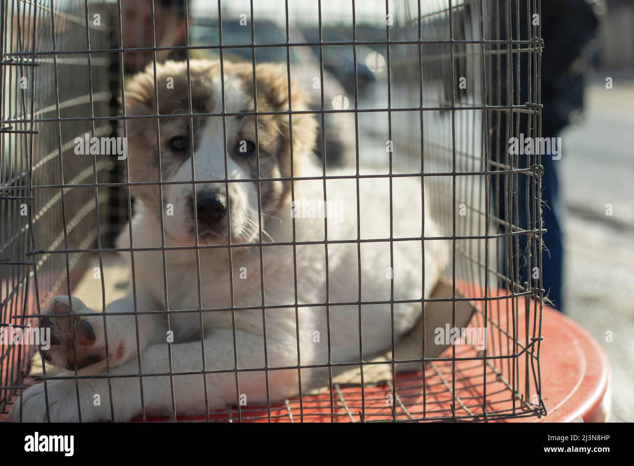 Alabai is small. Pet in carrier. Animal is cute and fluffy Stock Photo ...
