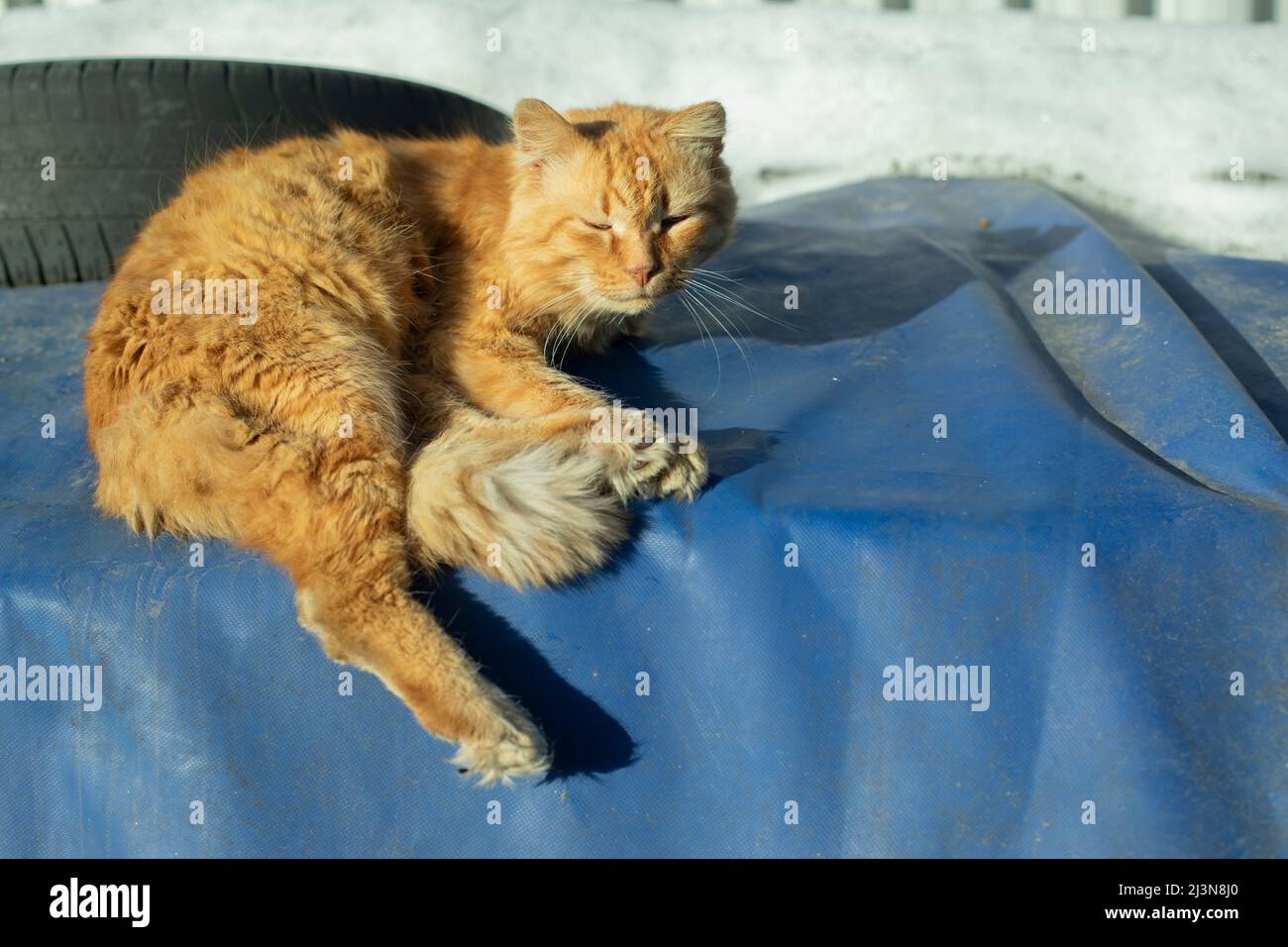 Cat tail brush hi-res stock photography and images - Alamy