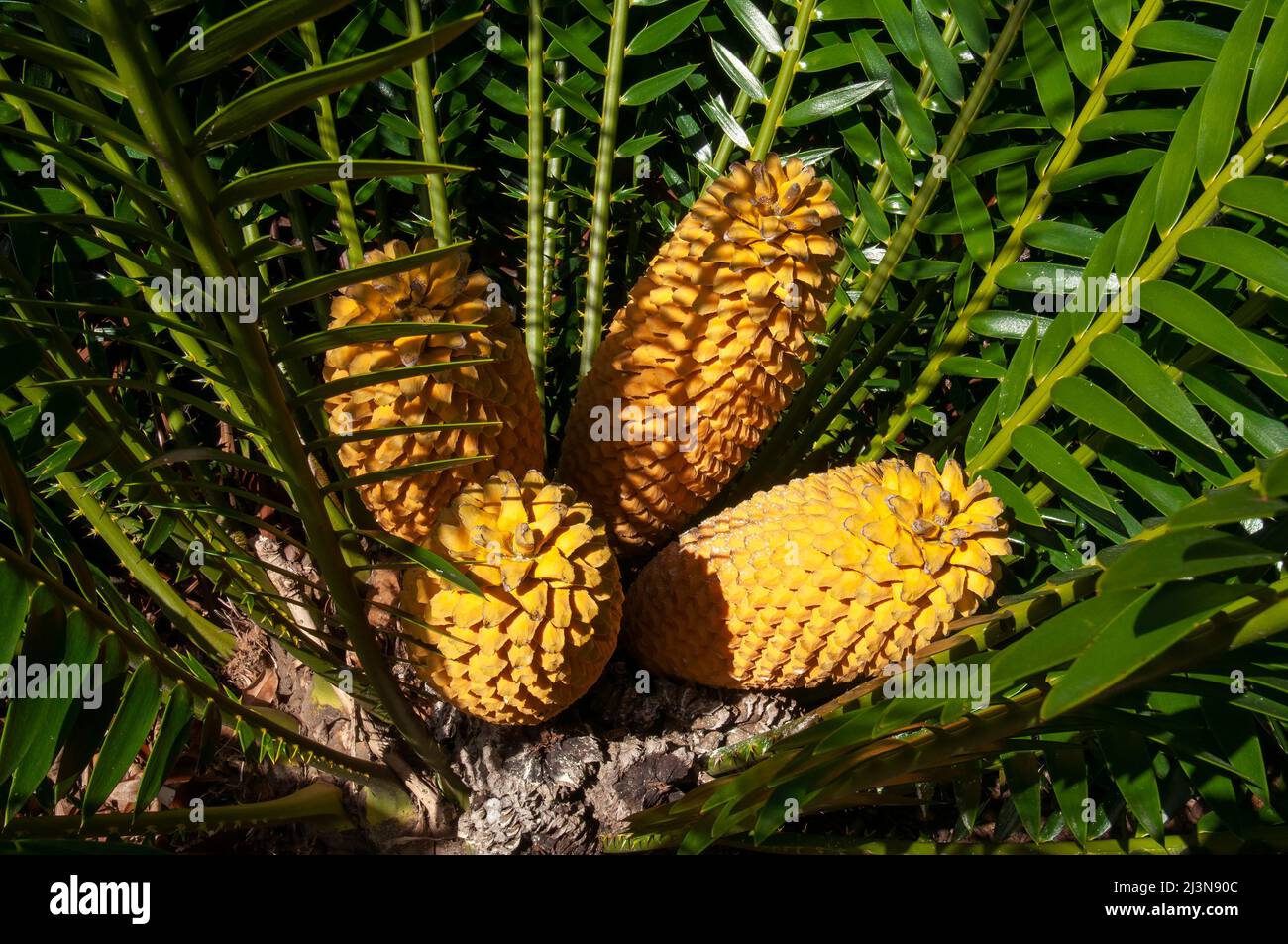 Sydney Australia, cone of a Encephalartos lebomboensis or Lebombo cycad ...