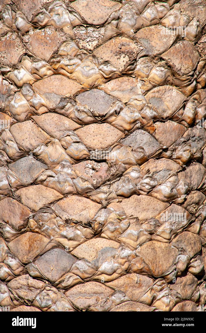 Sydney Australia, patterned tree trunk of encephalartos altensteinii ...