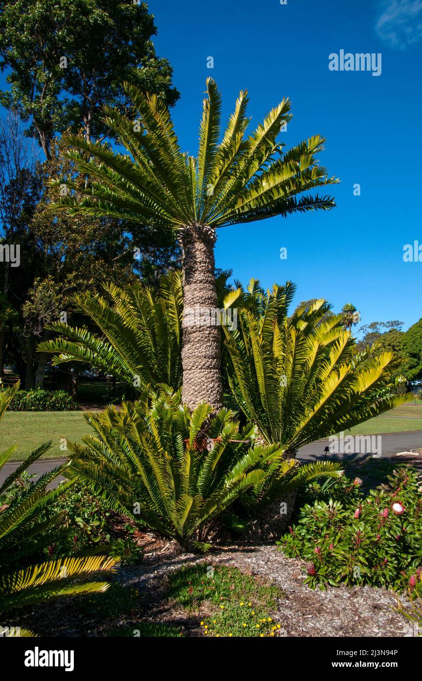 Sydney Australia, group of encephalartos altensteinii, known as an ...