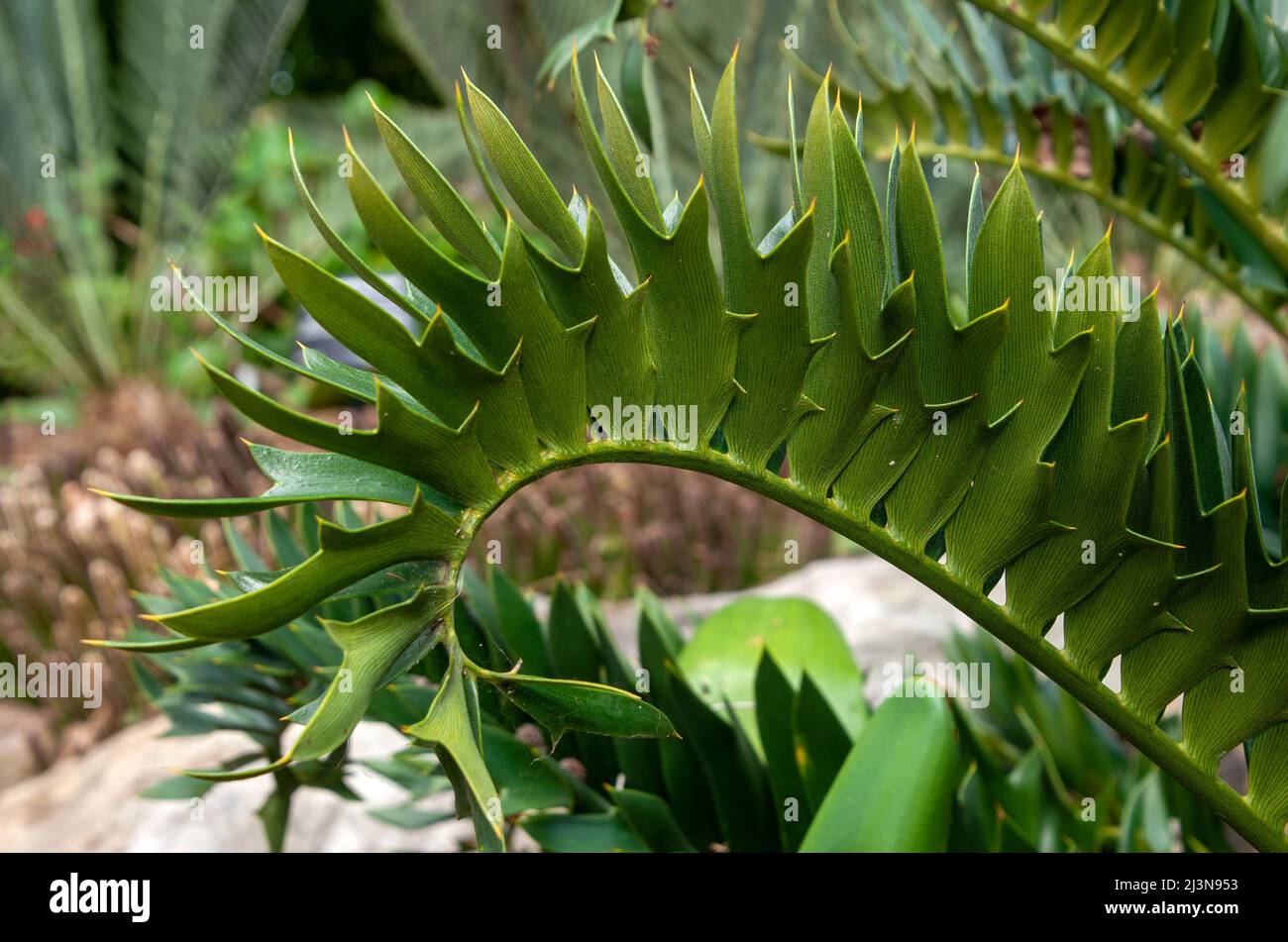 Sydney Australia, closeup of detail in frond of a encephalartos ...