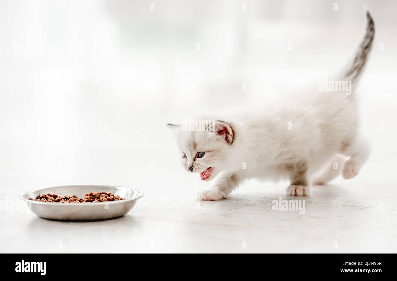 Adorable ragdoll kitty standing with tail up and opened mouth close to ...