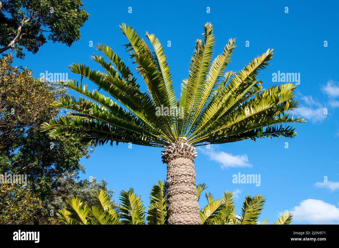 Natal giant cycad hi-res stock photography and images - Alamy