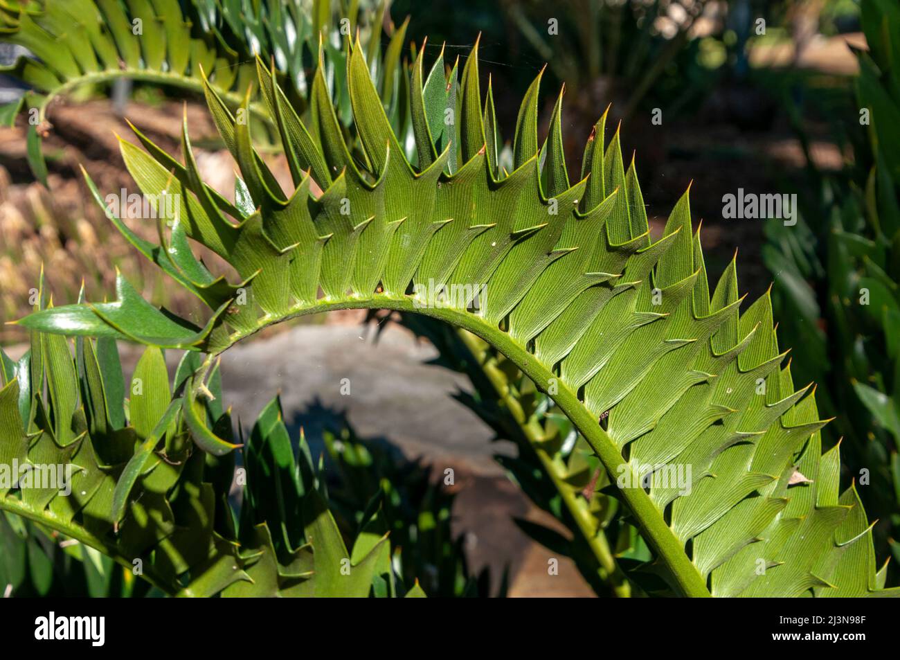 Sydney Australia, closeup of detail in frond of a encephalartos ...
