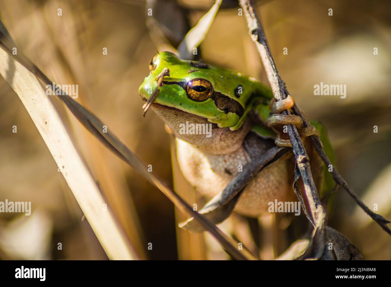 A close-up view of a young green frog in its natural environment, on ...