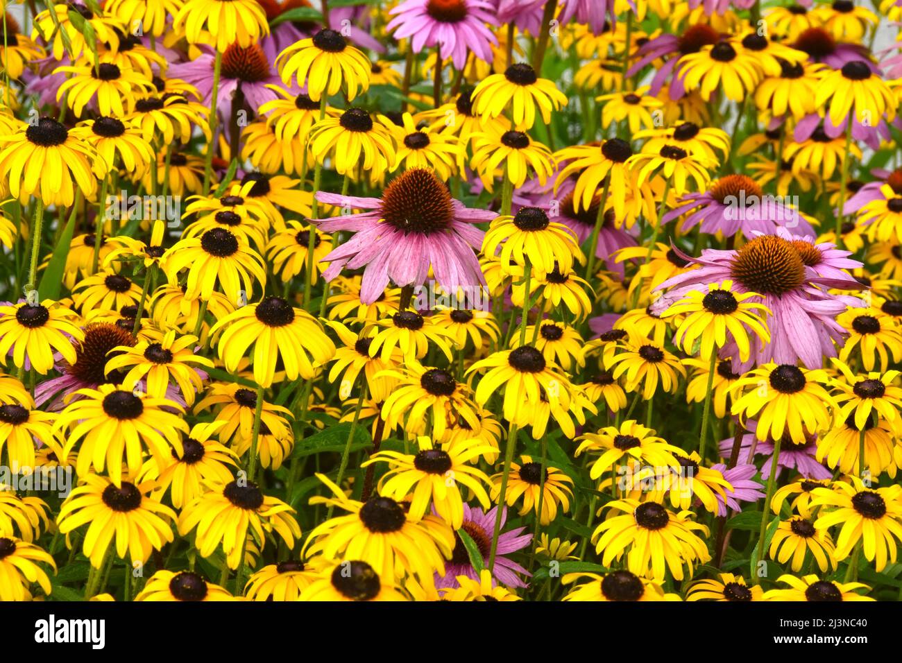 Flower field - closeup Stock Photo - Alamy