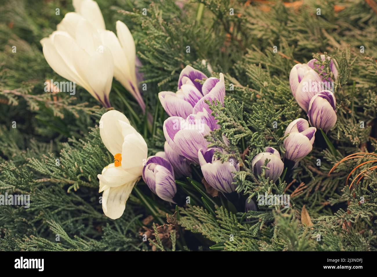 The first crocus flowers grew in the park. Closeup Stock Photo - Alamy