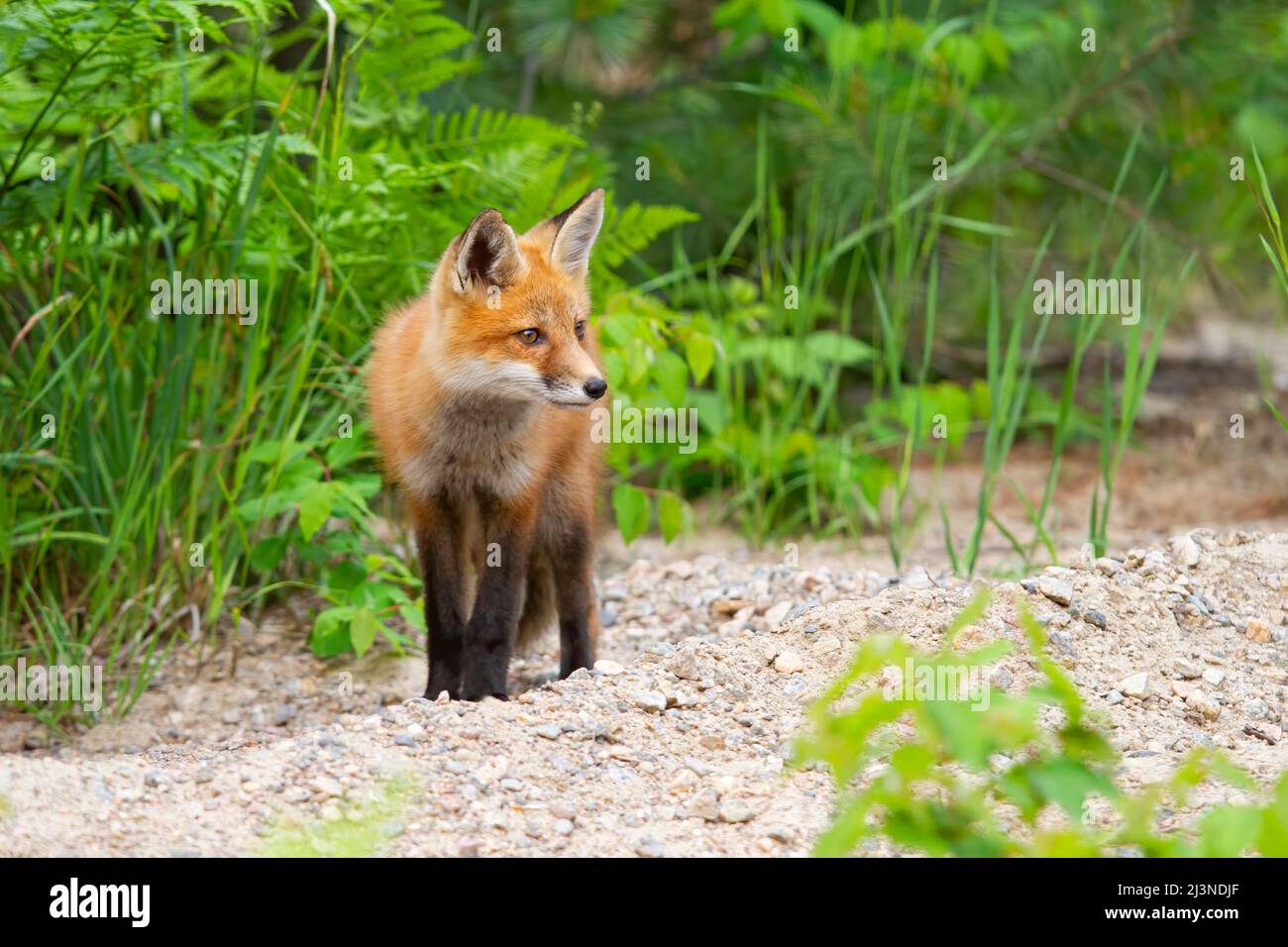 Red fox kit (Vulpes vulpes) in a pine tree forest in Algonquin Park ...