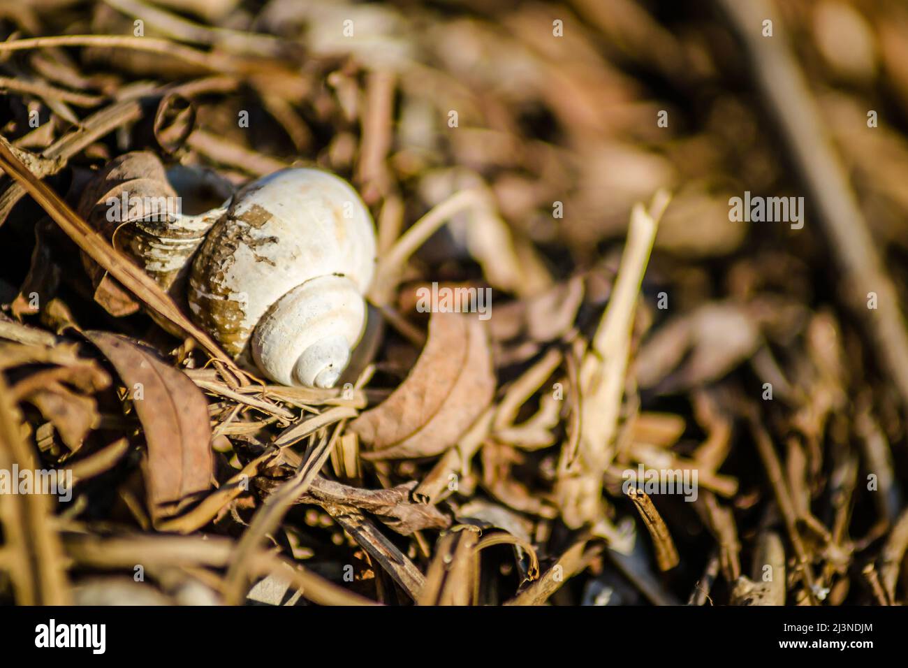 A shell of a river snail, on the wet grass on the bank of the swamp ...