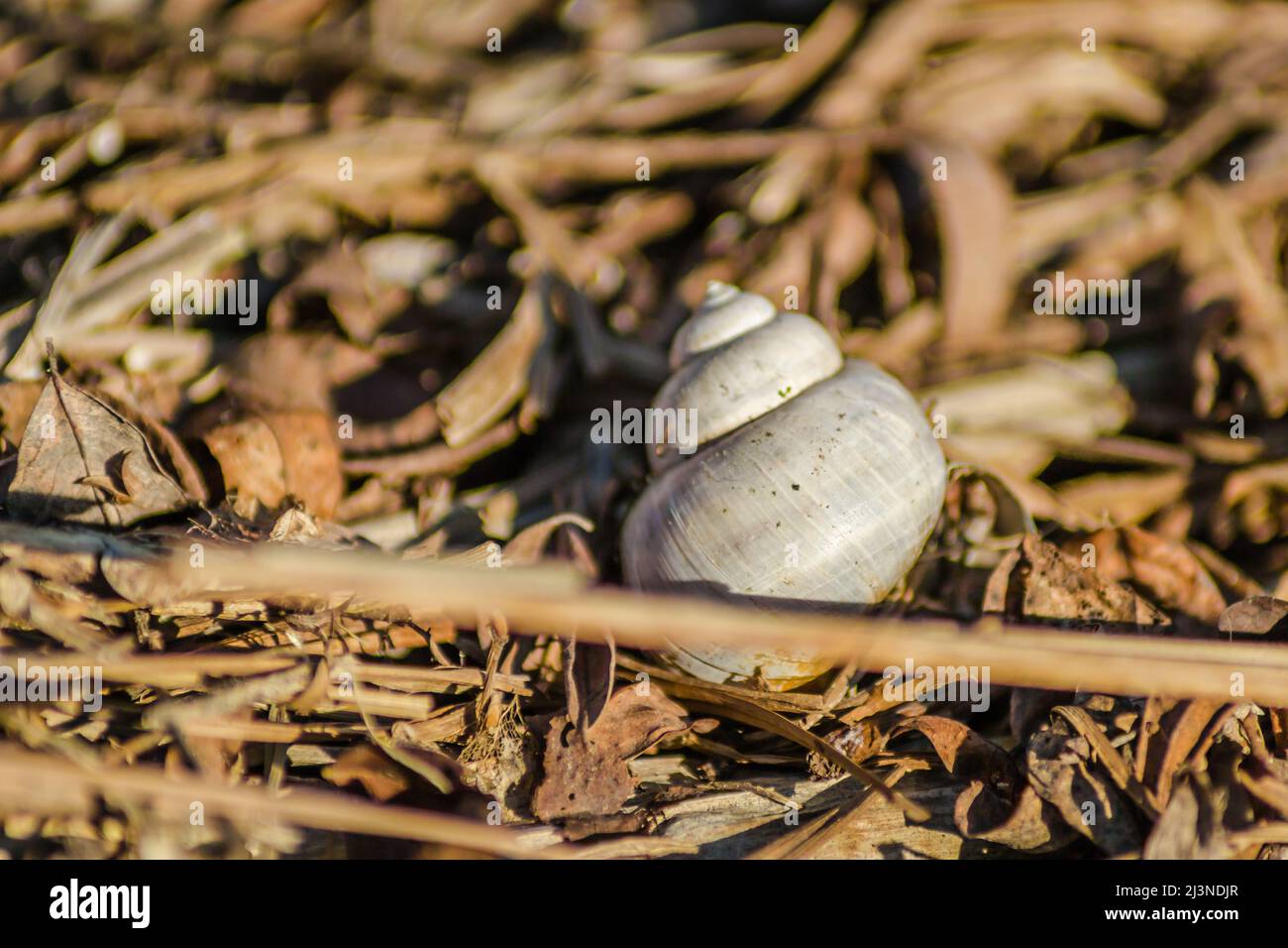 River snail hi-res stock photography and images - Alamy