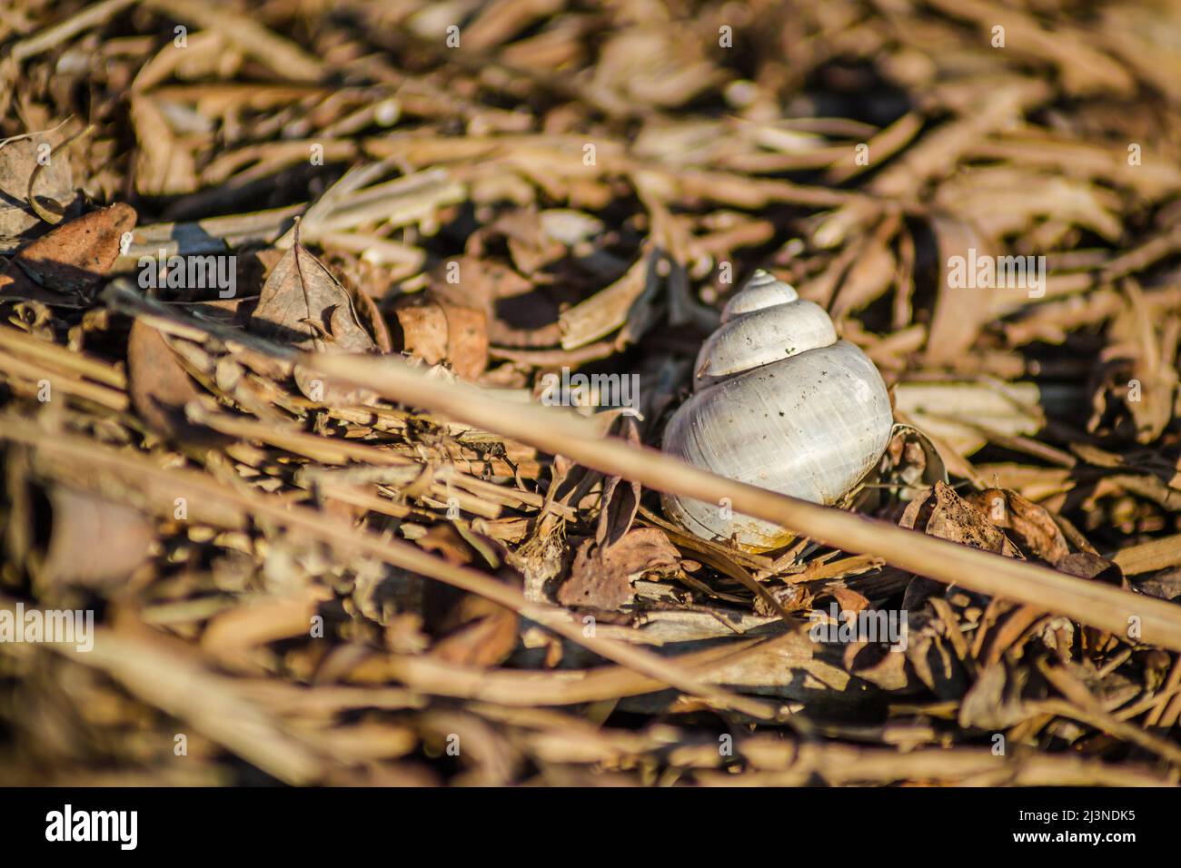 A shell of a river snail, on the wet grass on the bank of the swamp ...
