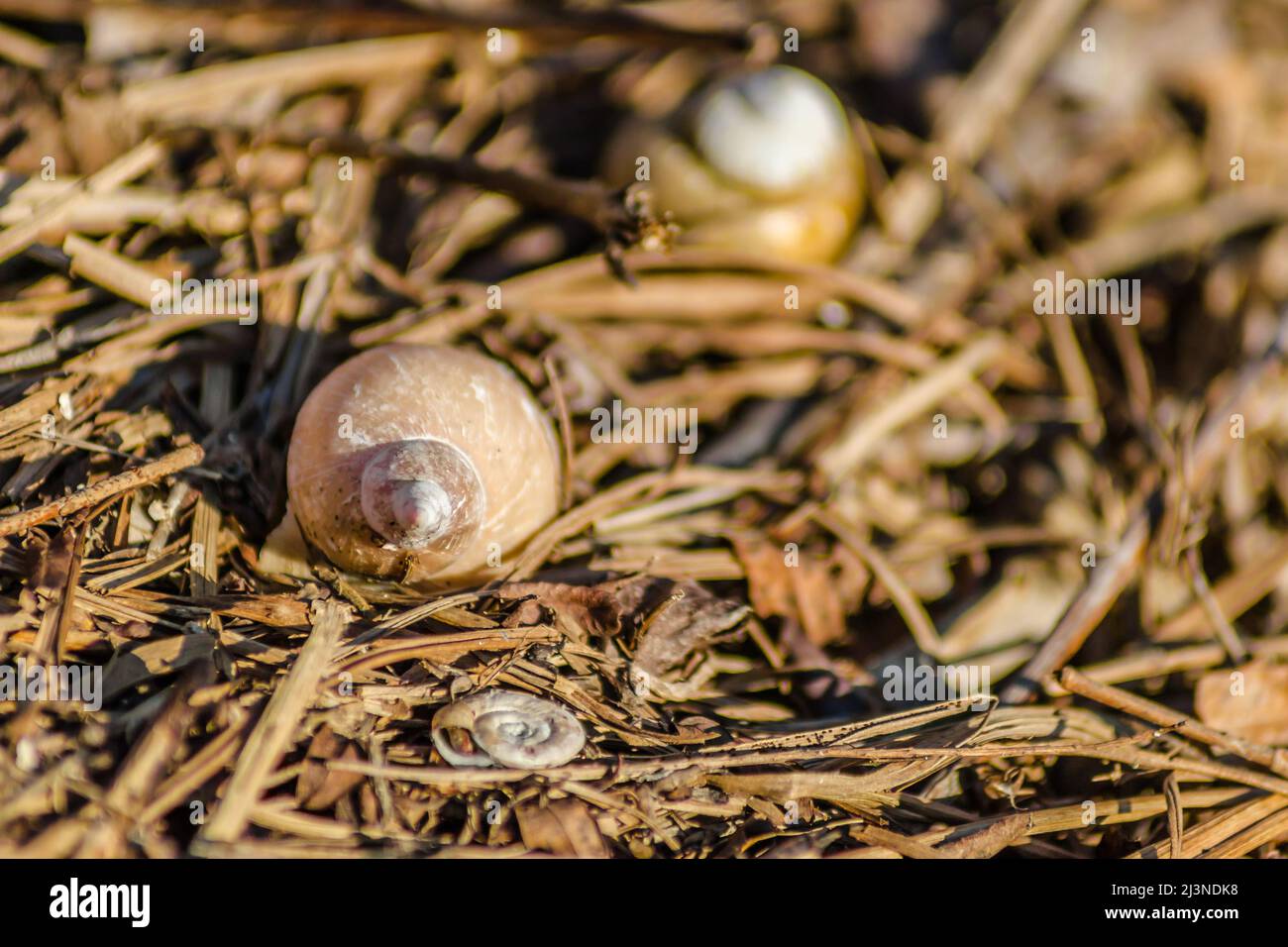 Snail texture hi-res stock photography and images - Alamy