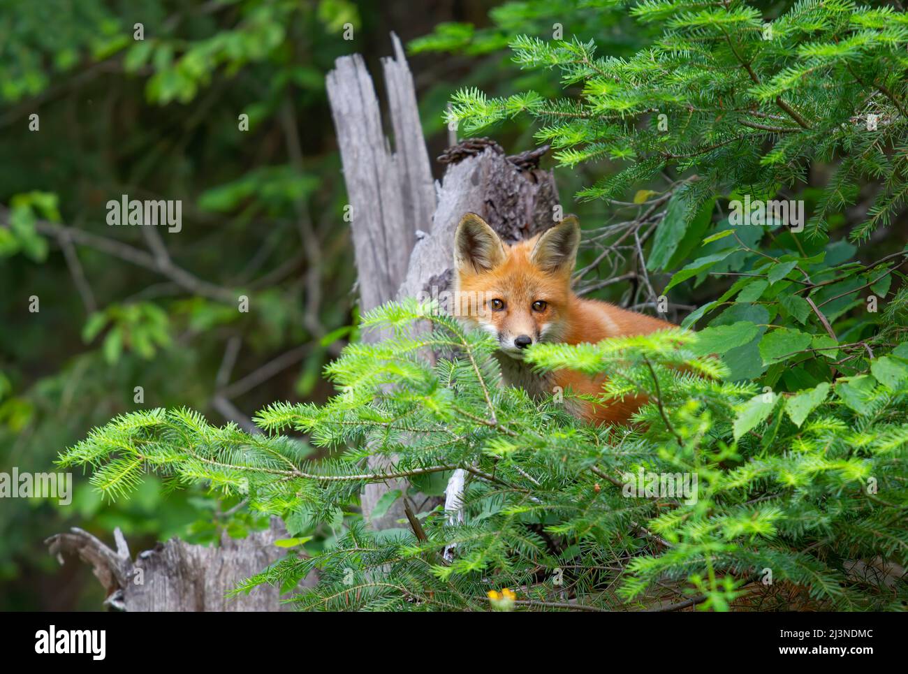 Red fox kit (Vulpes vulpes) hiding in the bushes in a pine tree forest ...