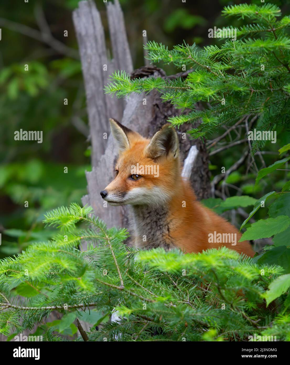 Red fox kit (Vulpes vulpes) hiding in the bushes in a pine tree forest ...