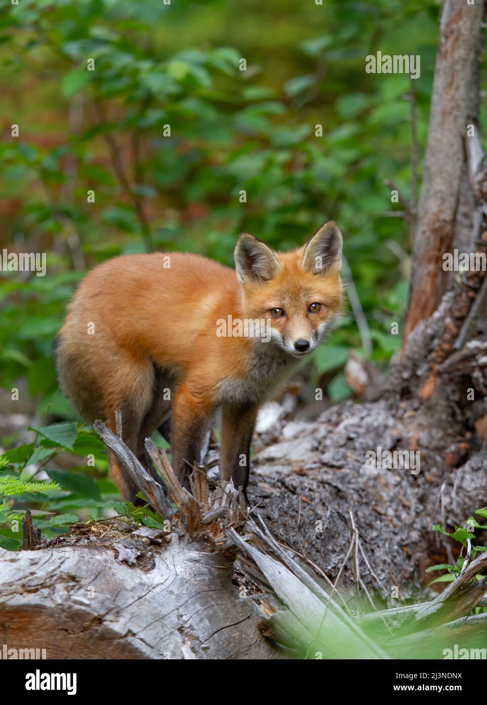 Red fox kit (Vulpes vulpes) in a pine tree forest in Algonquin Park ...