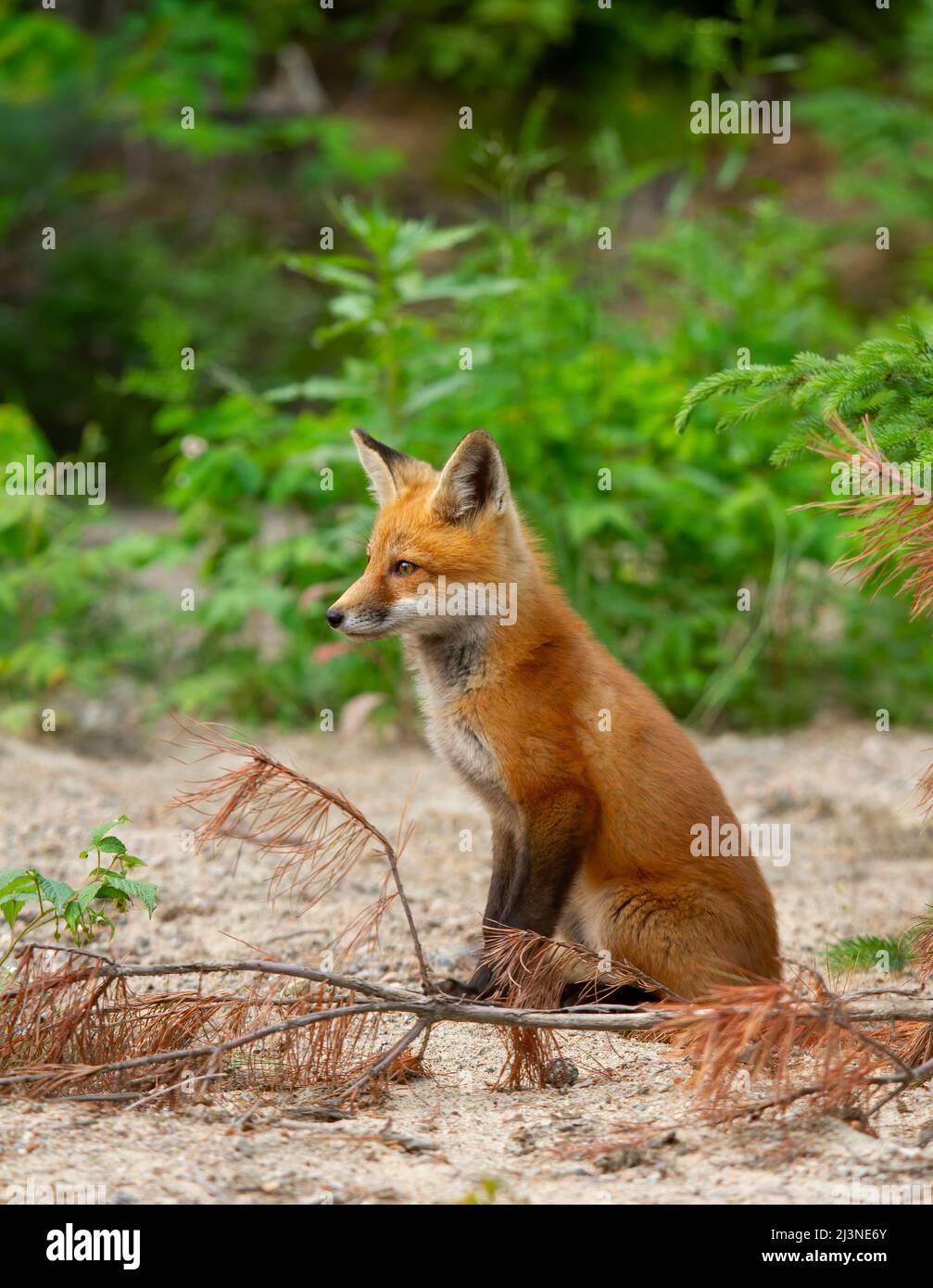 Red fox kit (Vulpes vulpes) in a pine tree forest in Algonquin Park ...
