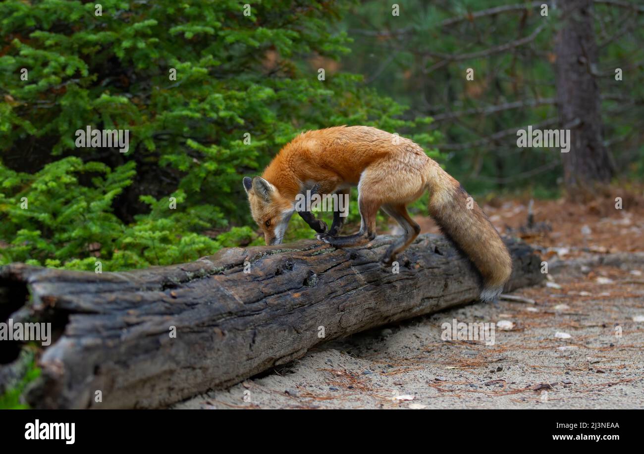 Red fox Vulpes vulpes walking on a log in Algonquin Park, Canada in the ...