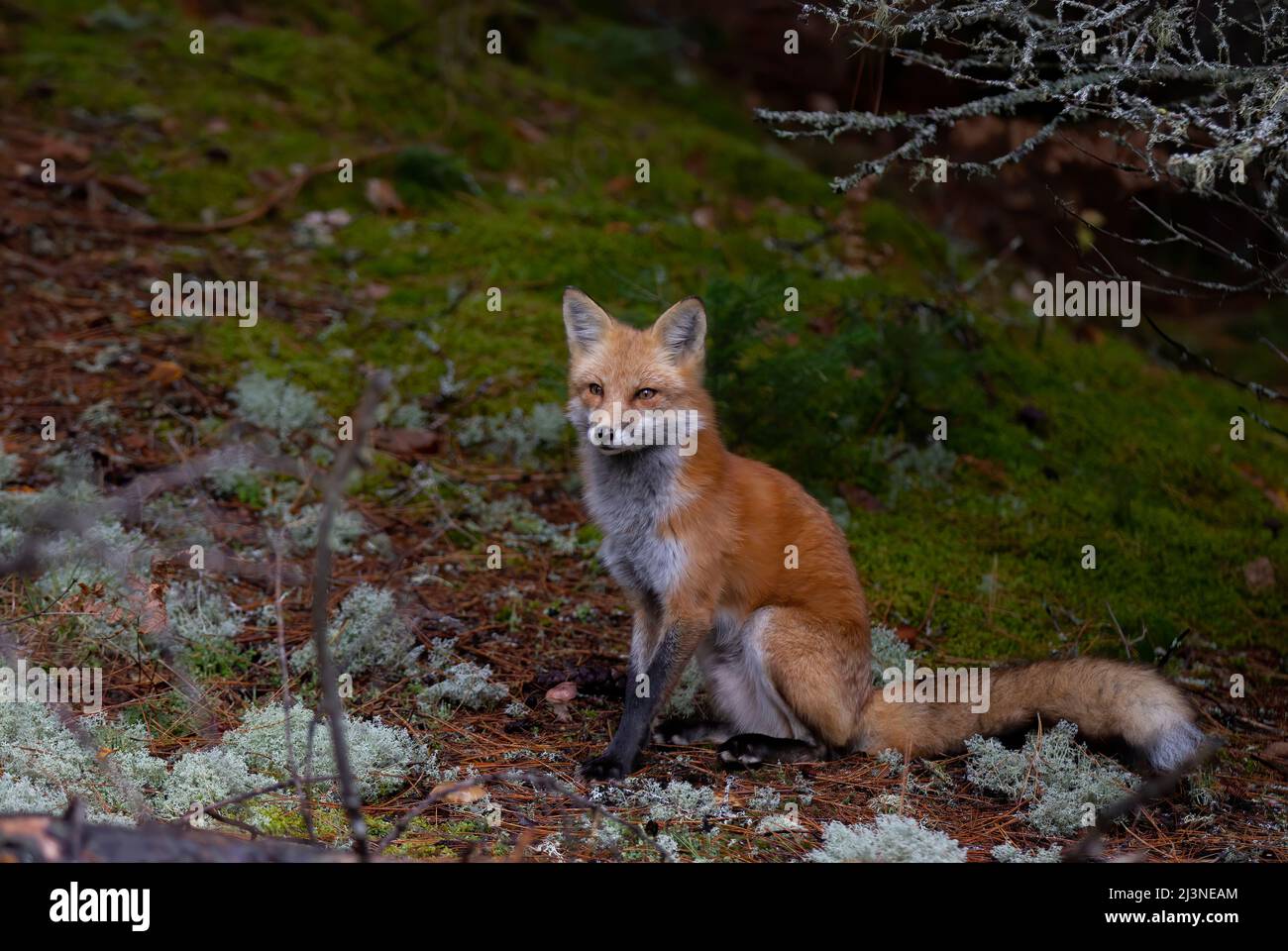Fox red fox animal in the forest sitting hi-res stock photography and ...