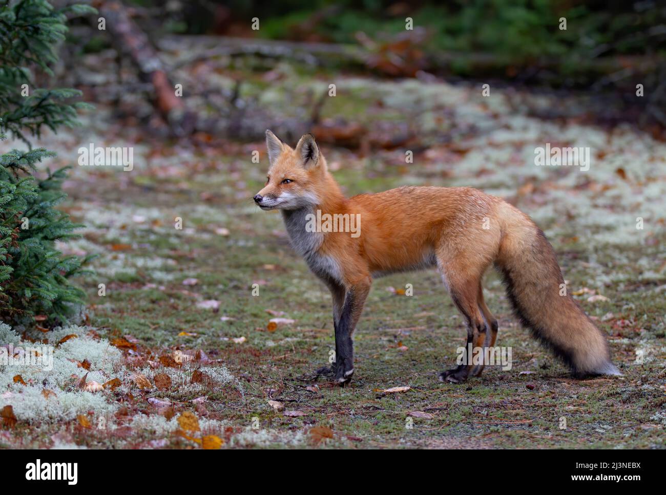 Red fox Vulpes vulpes in pine tree forest with a bushy tail hunting in ...