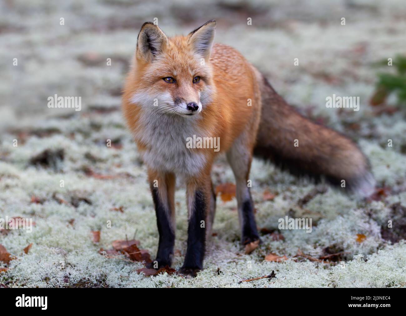 Red fox Vulpes vulpes in pine tree forest with a bushy tail hunting in ...