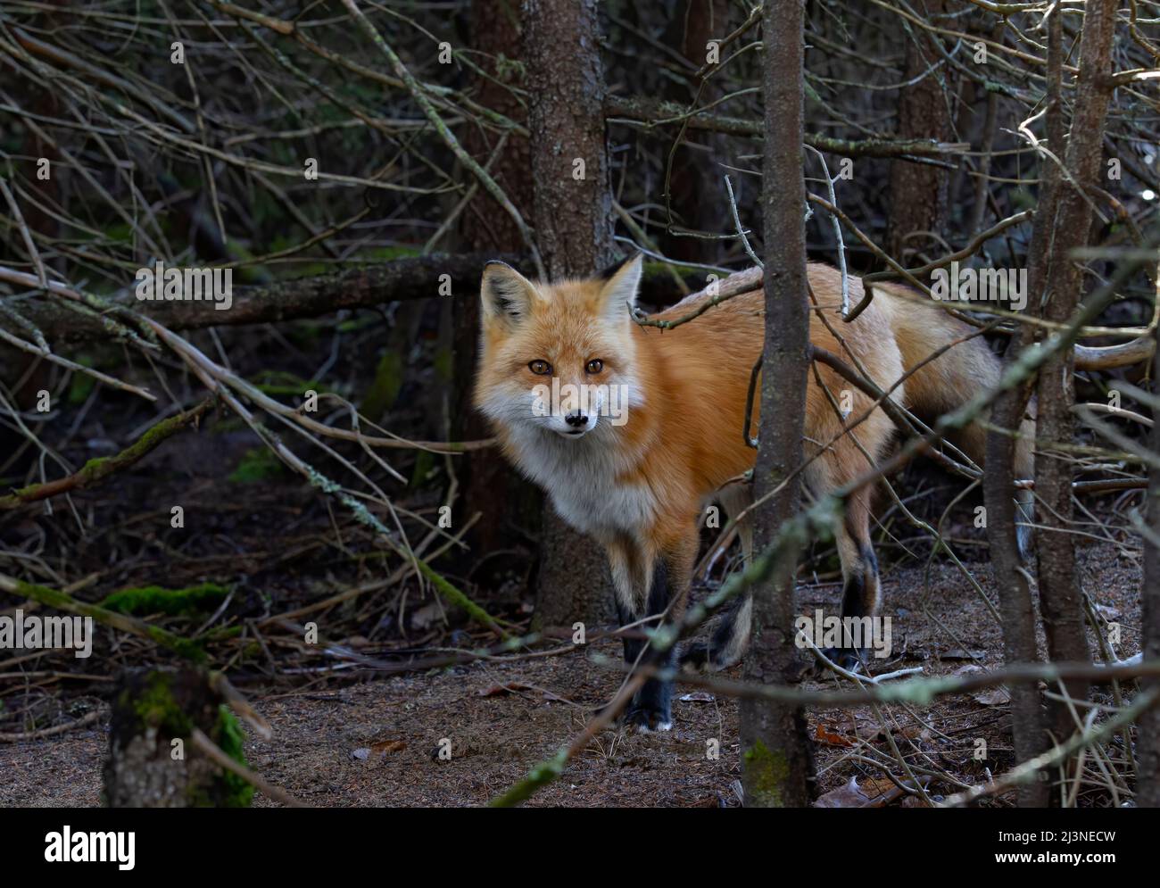 Red fox Vulpes vulpes in pine tree forest with a bushy tail hunting in ...