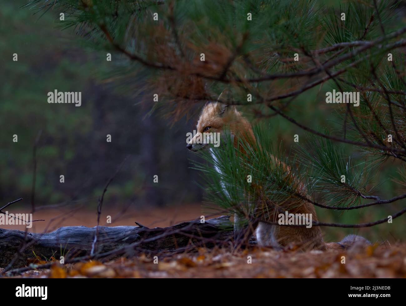 Red fox (Vulpes vulpes) in pine tree forest with a bushy tail hiding in ...