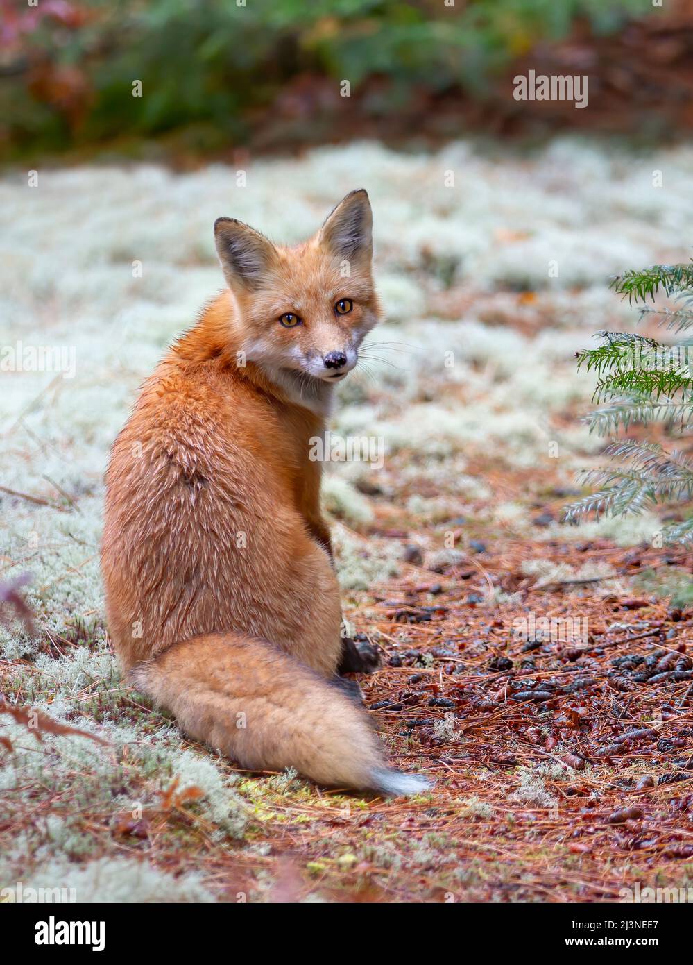 Red fox Vulpes vulpes in pine tree forest with a bushy tail sitting in ...
