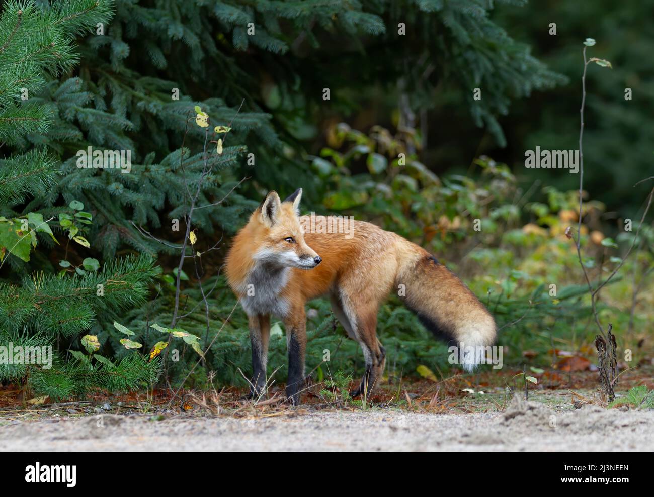 Red fox Vulpes vulpes in pine tree forest with a bushy tail hunting in the forest in Algonquin ...