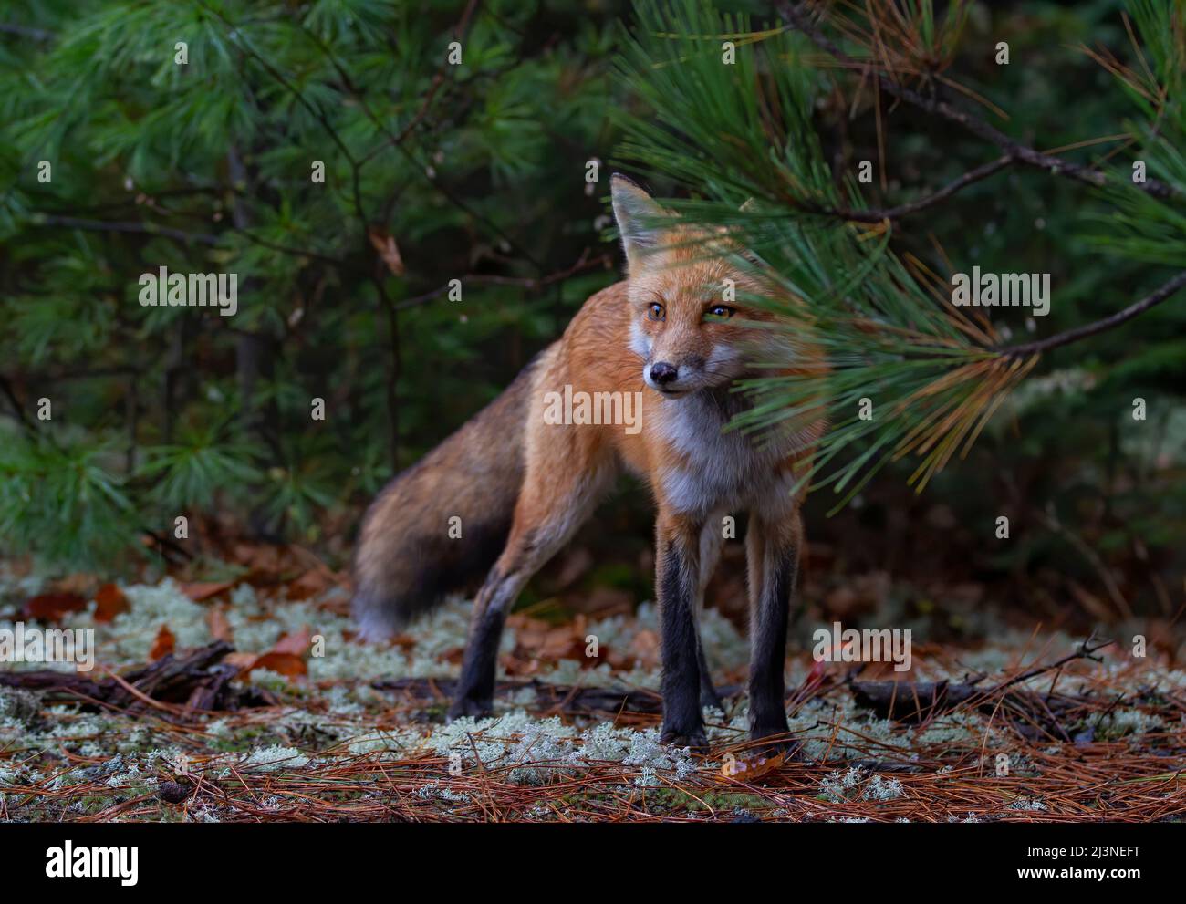 Red fox (Vulpes vulpes) in pine tree forest with a bushy tail hiding in ...