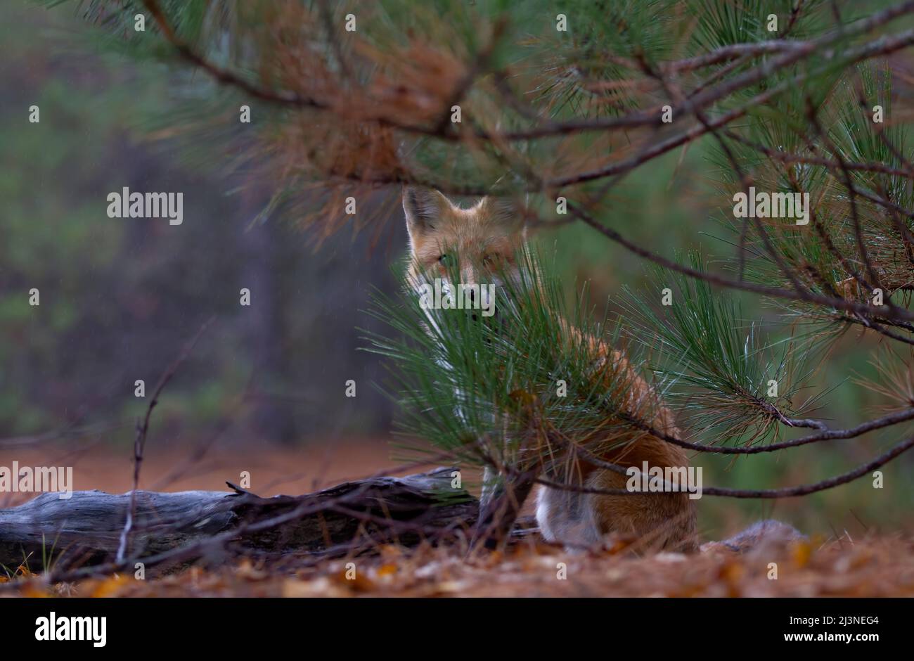 Hiding in the forest hi-res stock photography and images - Alamy