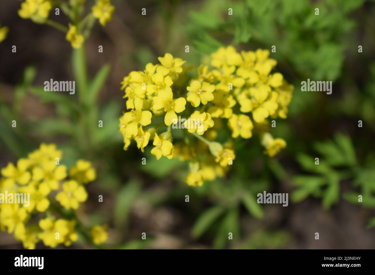 Golden alyssum (Aurinia saxatilis) yellow flowers in full bloom during ...