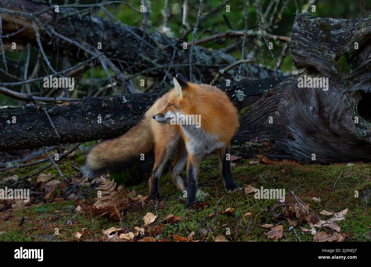 Red fox Vulpes vulpes in pine tree forest with a bushy tail hunting in ...