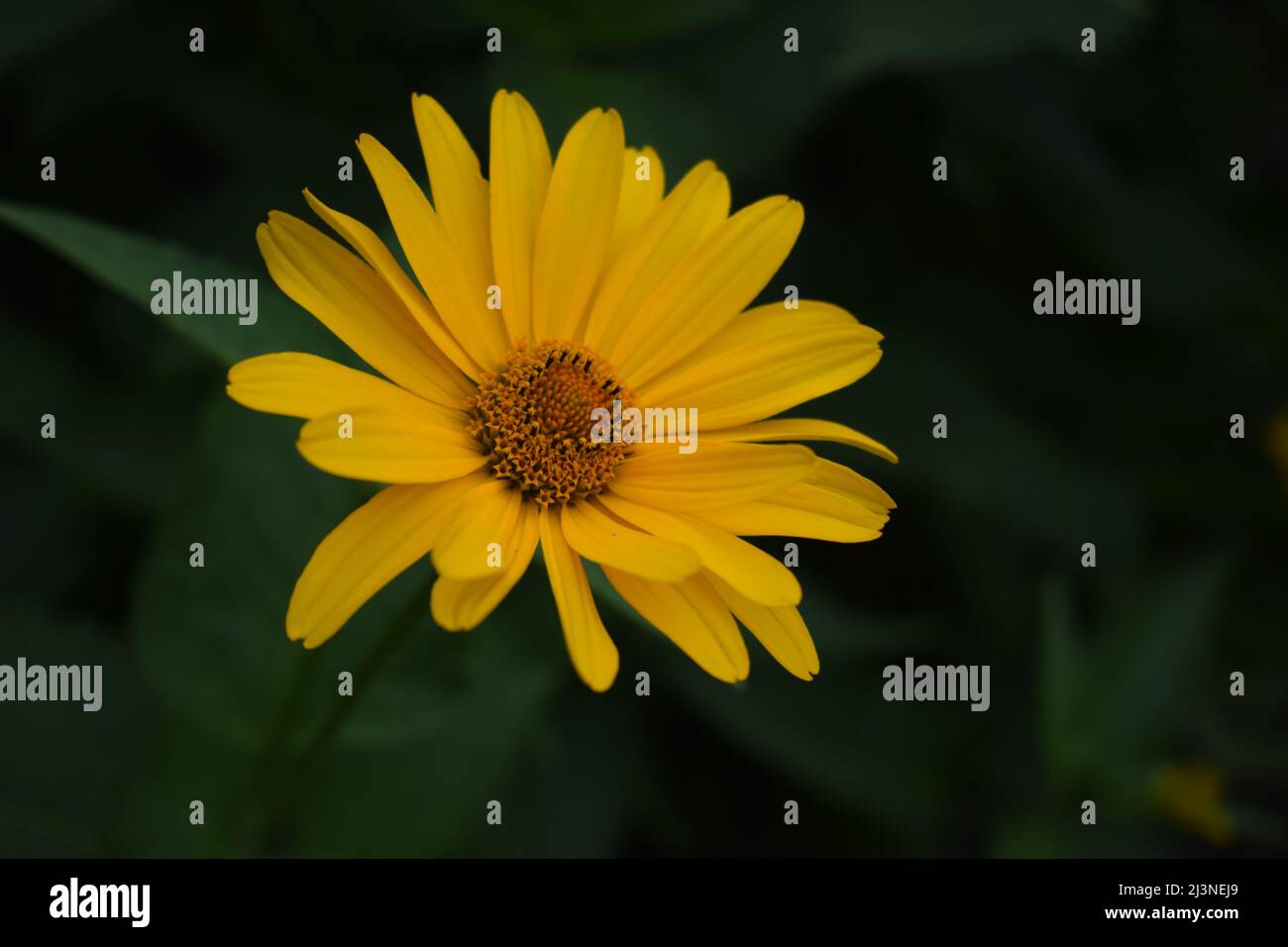 Yellow flowers. Blooming flowers in the garden. Heliopsis. Sunflower ...