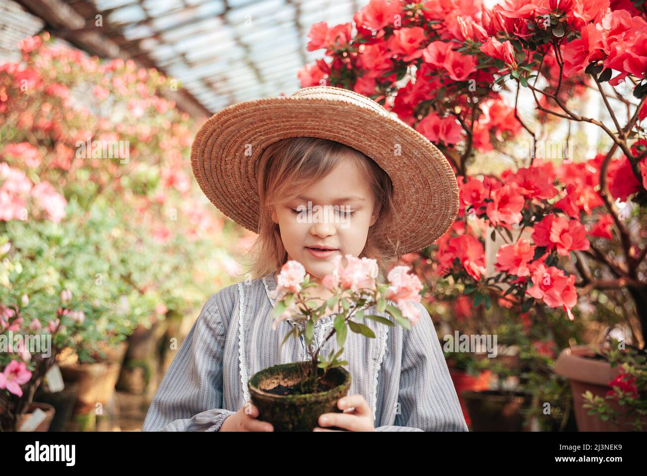 Child planting spring flowers. Little girl gardener plants azalea. Girl ...