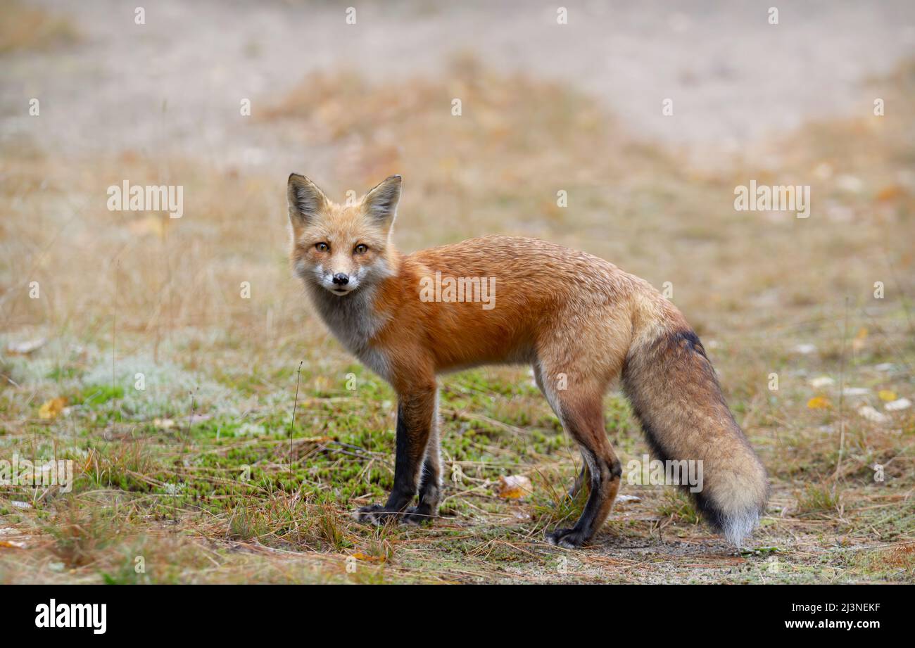 Red fox Vulpes vulpes in pine tree forest with a bushy tail hunting in ...