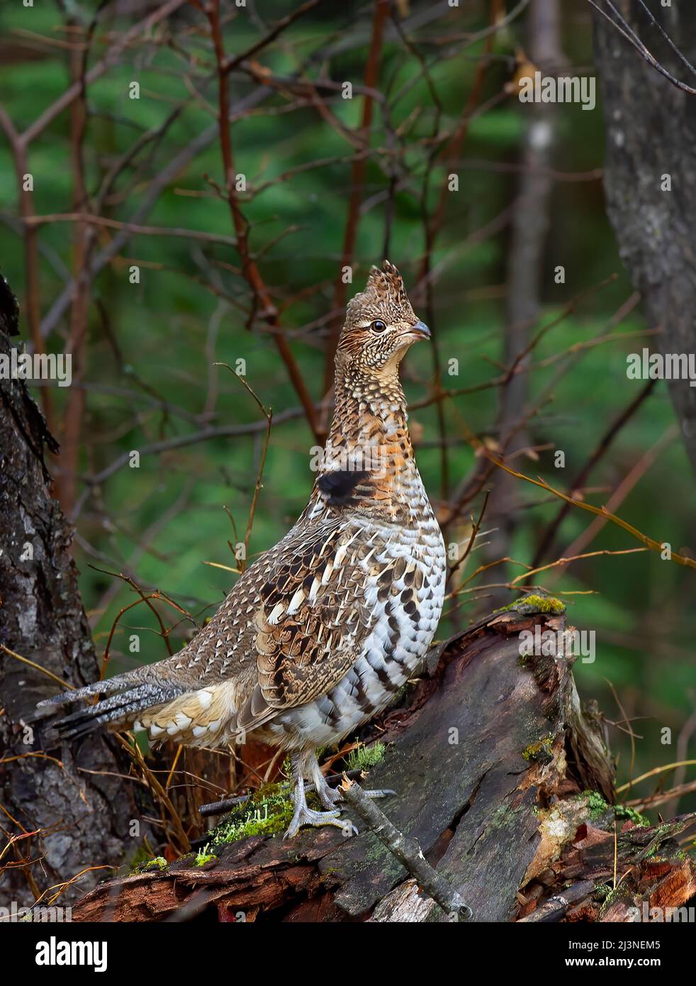 Spruce grouse female closeup strutting along road in Algonquin Park, Canada Stock Photo - Alamy