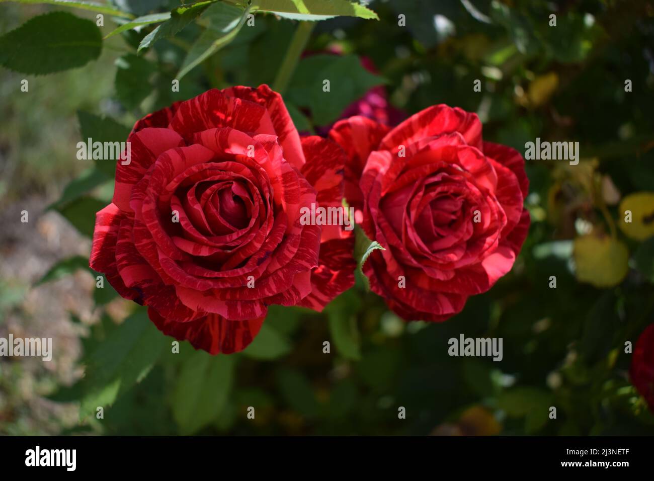 Red marble rose-spray with a marble coloring of dark red strokes (angle ...