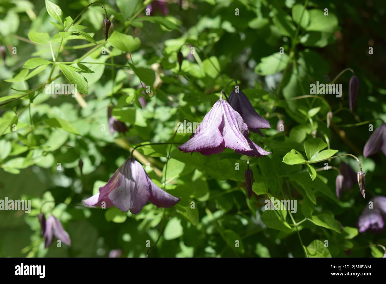 Small-flowered blue-violet Clematis viticella (purple clematis) on a ...