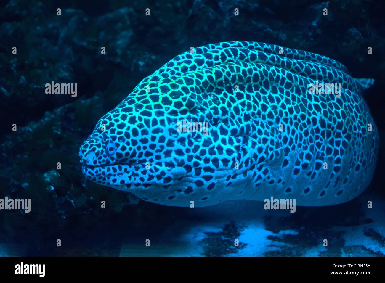 Gymnothorax miliaris, the goldentail moray or conger moray, is a ...