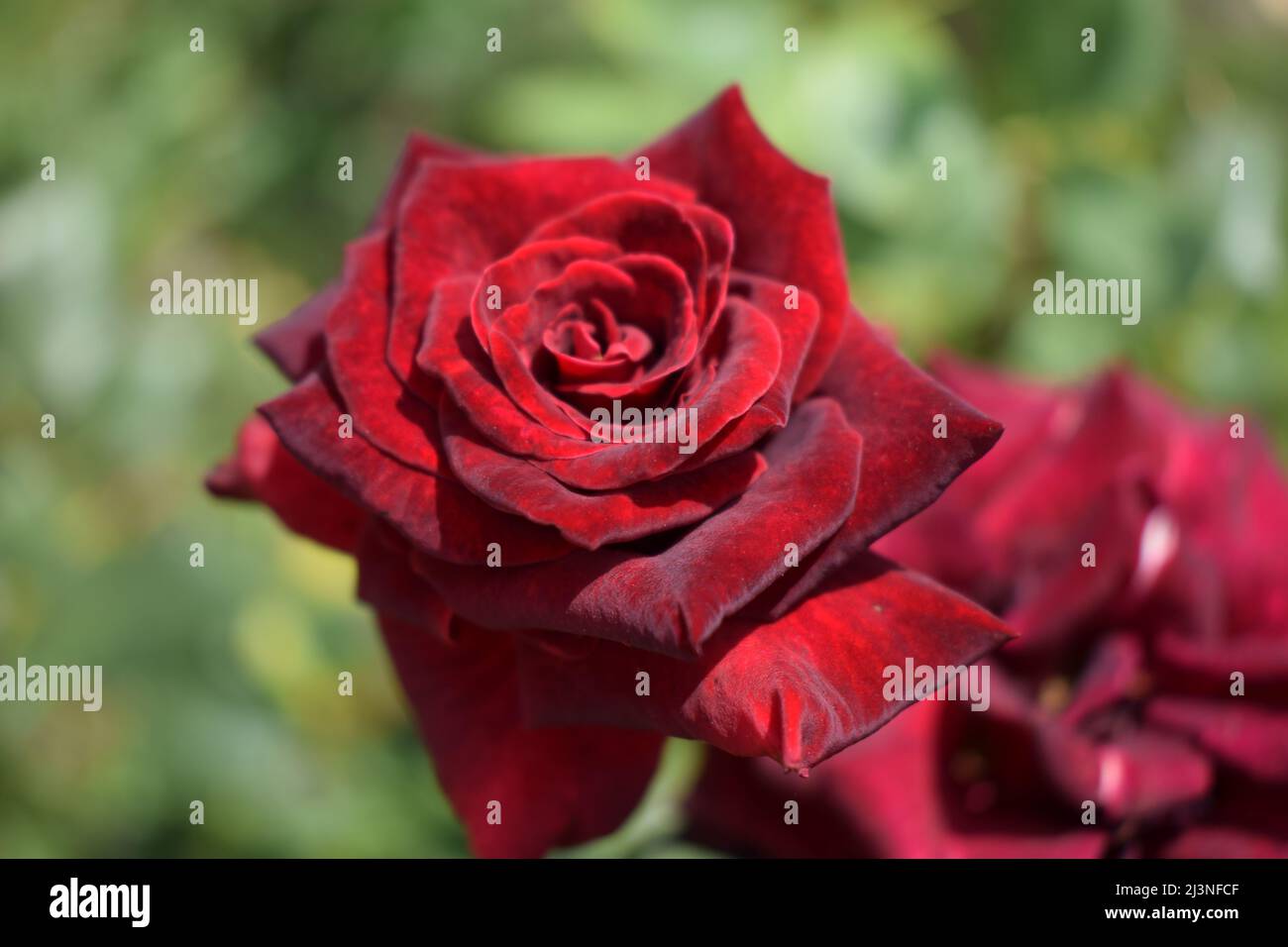 Red Rose on the Branch in the Garden. Red roses in in Full Bloom ...