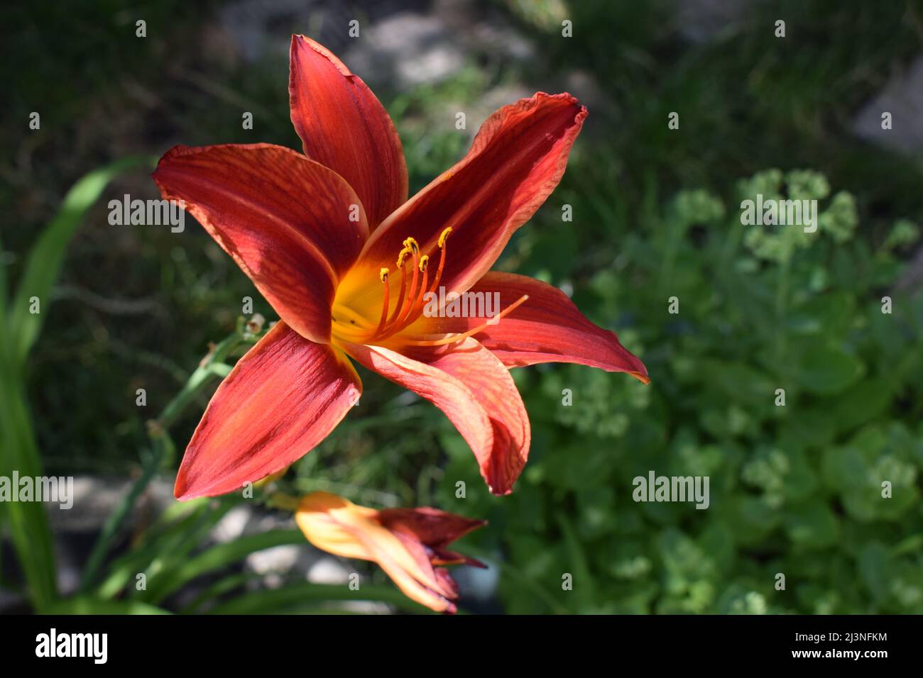 Closeup of a big red tiger lily in the garden summer. Bright red ...